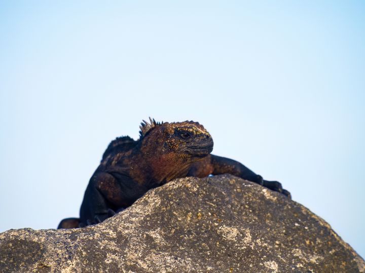 SUNBATHING LIZARD - NATURE WILD PHOTOGRAPHY - Photography, Animals ...