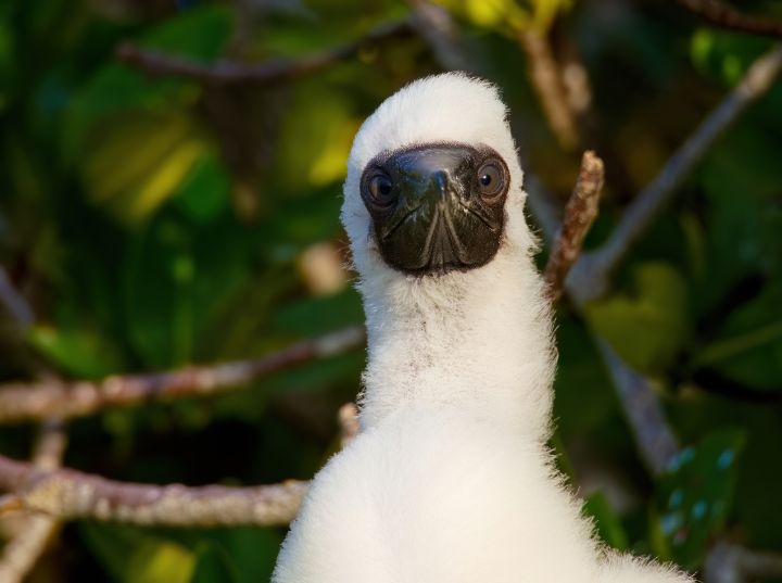 WHAT ARE YOU LOOKING AT - NATURE WILD PHOTOGRAPHY - Photography ...