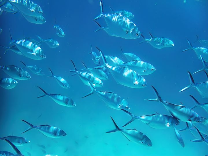 SCHOOL OF FISH - NATURE WILD PHOTOGRAPHY - Photography, Animals, Birds ...