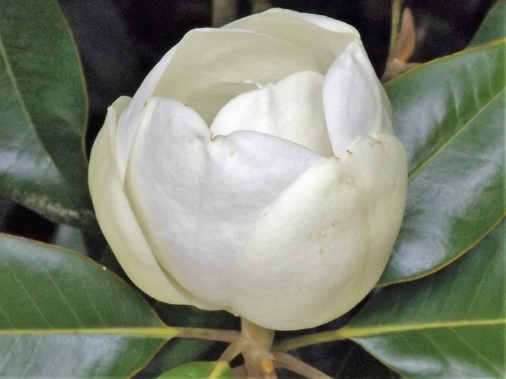 Grand Magnolia Cup - Art I AM Studio - Photography, Flowers, Plants ...