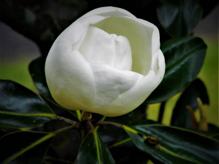 Grand Magnolia Cup - Art I AM Studio - Photography, Flowers, Plants ...