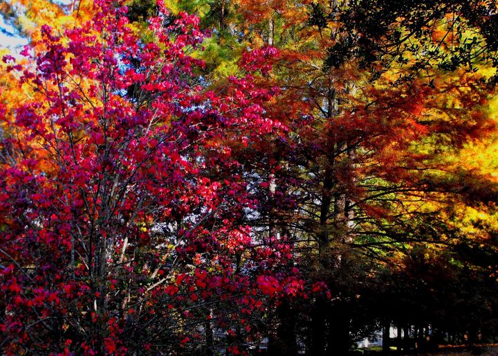 Fall Explosion - Art I AM Studio - Photography, Flowers, Plants ...
