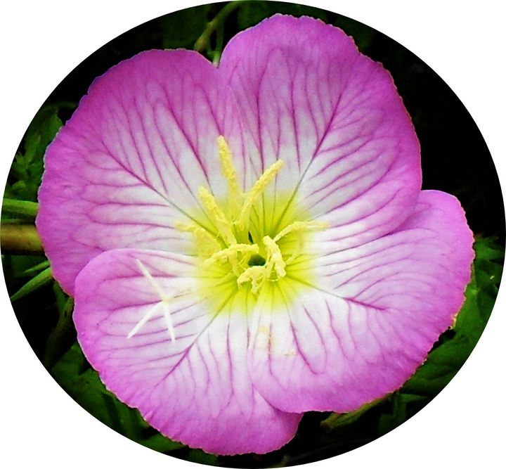 Primrose in Pink - Art I AM Studio - Photography, Still Life, Floral ...