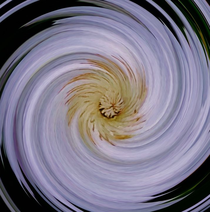 Whirlwind of a Flower - Art I AM Studio - Photography, Abstract, Color ...