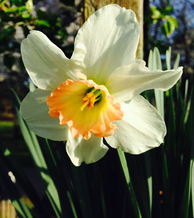 Daffodil, Daffodil - Art I AM Studio - Photography, Still Life, Floral ...