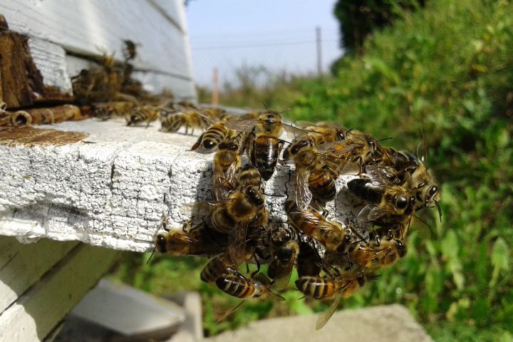 Bees in front of the hive - Photos - Photography, Animals, Birds ...