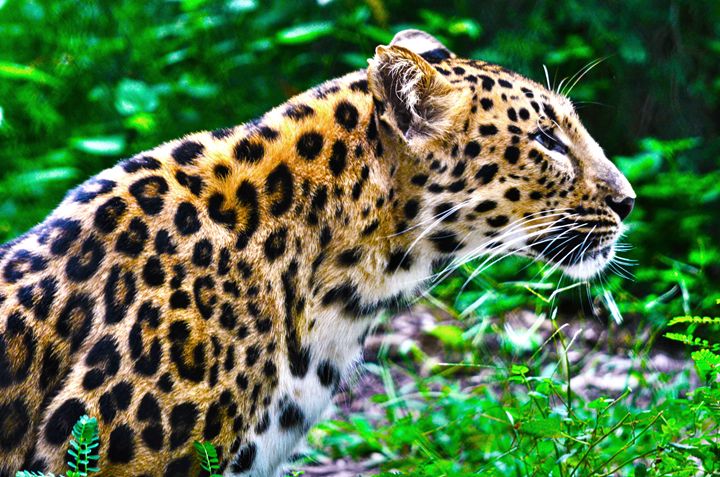 Leopard - Spade Photo - Photography, Animals, Birds, & Fish, Wild Cats ...
