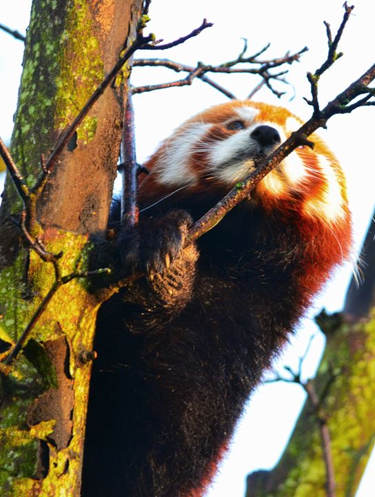Red Panda climbing - Spade Photo - Photography, Animals, Birds, & Fish ...
