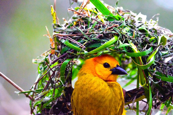 Right at home - Spade Photo - Photography, Animals, Birds, & Fish ...