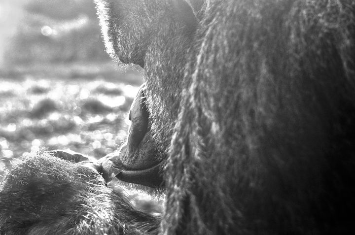 Gorilla feeding - Spade Photo - Photography, Animals, Birds, & Fish ...