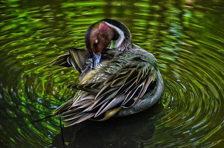 Ripples - Spade Photo - Photography, Animals, Birds, & Fish, Birds ...