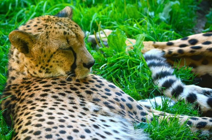 Sleeping Cheetah - Spade Photo - Photography, Animals, Birds, & Fish ...