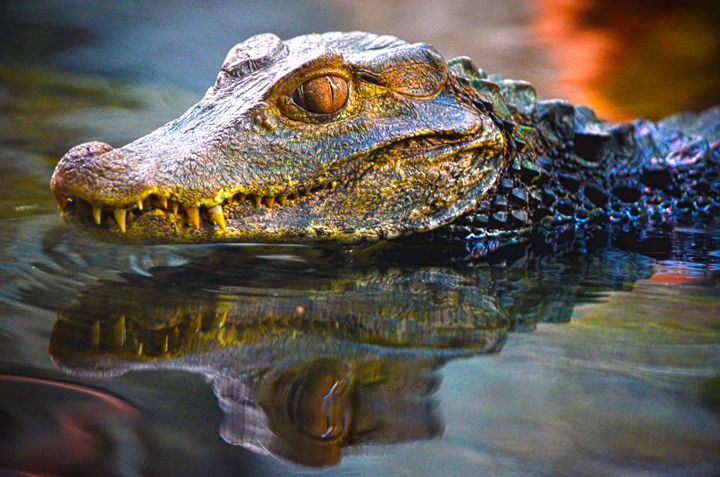 Reptile reflection - Spade Photo - Photography, Animals, Birds, & Fish ...