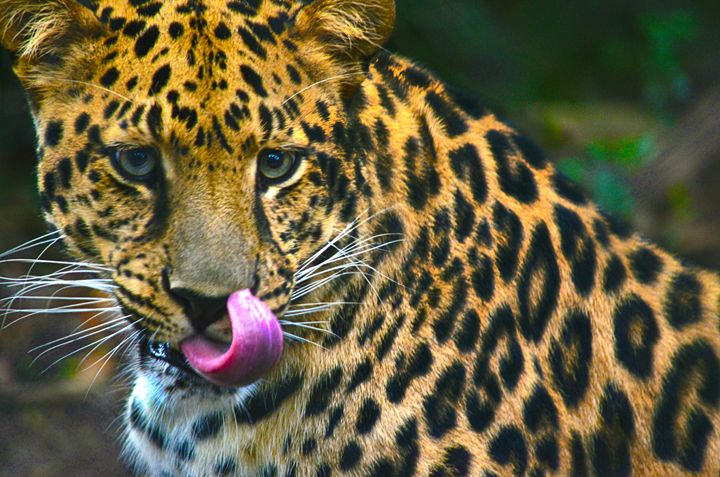 Tasty - Spade Photo - Photography, Animals, Birds, & Fish, Wild Cats ...