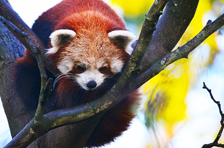 Red Panda sitting in tree - Spade Photo - Photography, Animals, Birds ...