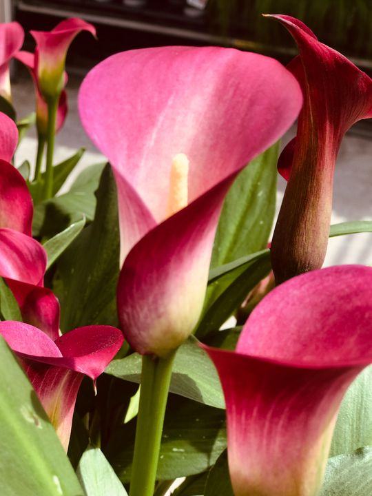 Calla Lily - Grace De La Rosa - Photography, Flowers, Plants, & Trees ...