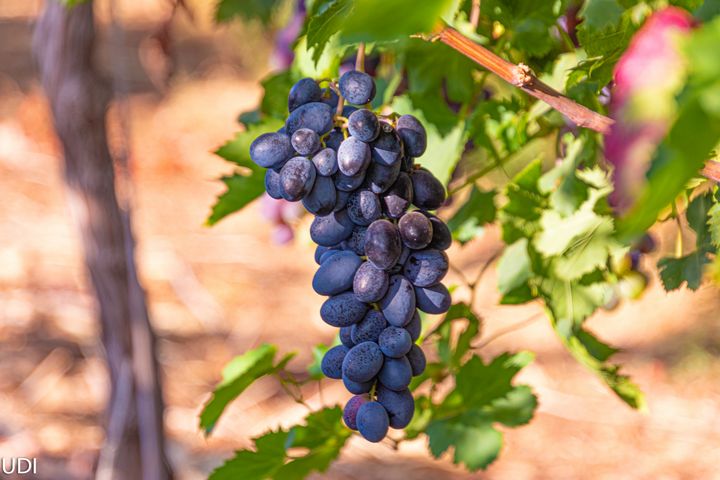 Single Fruits Pictures Grapes