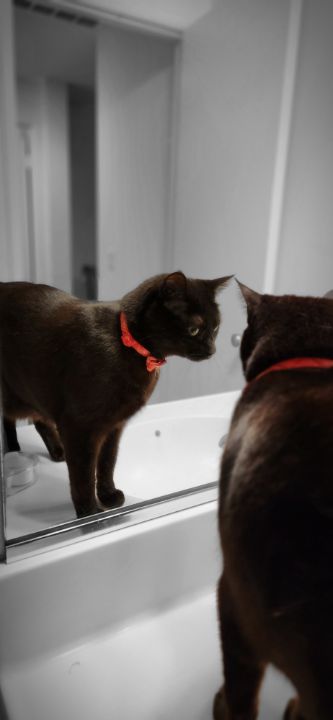 Black Cat Mirrored - KMH-Photography - Photography, Animals, Birds ...