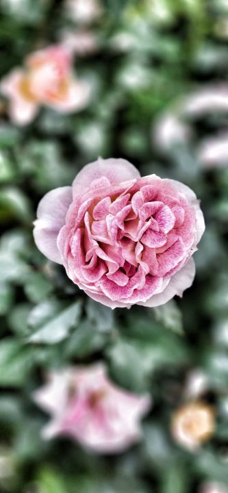 Pink rose - KMH-Photography - Photography, Flowers, Plants, & Trees ...