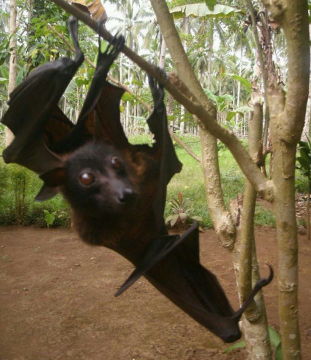 Bat - chachiecoco - Photography, Animals, Birds, & Fish, Birds, Other ...