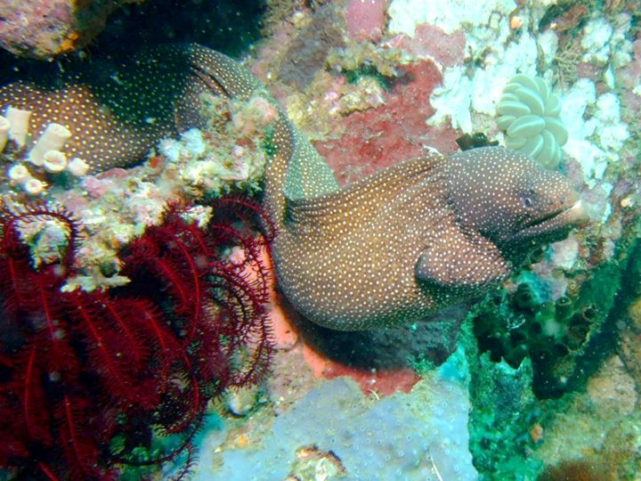 Fish 5 - chachiecoco - Photography, Animals, Birds, & Fish, Aquatic ...