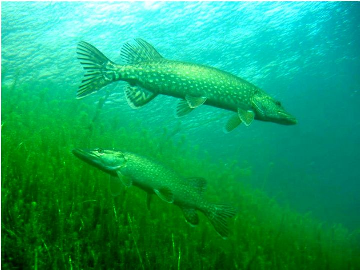 Fish 7 - chachiecoco - Photography, Animals, Birds, & Fish, Aquatic ...