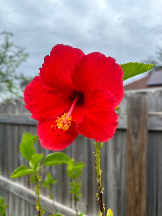 Flower Power Red - Jason G - Photography, Flowers, Plants, & Trees ...