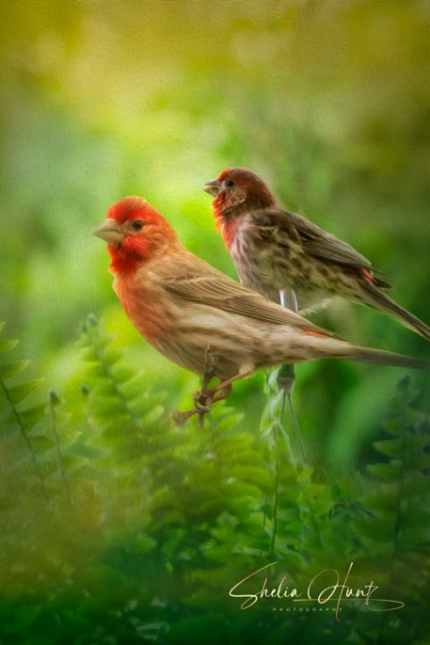 Two Little Finches - Shelia Hunt Photography - Digital Art & AI ...