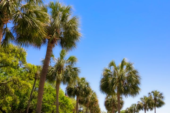 Palmetto Trees of Charleston Battery - Shelia Hunt Photography ...