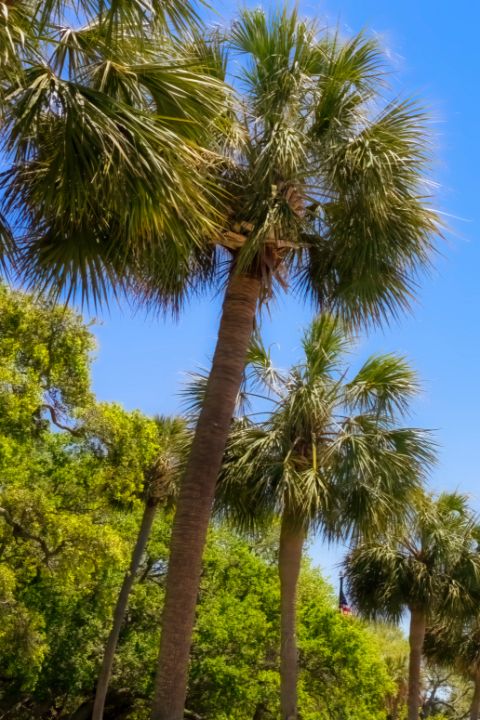 South Carolina Palmetto Trees - Shelia Hunt Photography - Photography ...