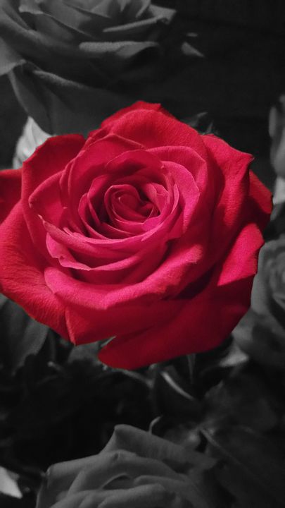 Rose - Tate Briley - Photography, Flowers, Plants, & Trees, Flowers ...