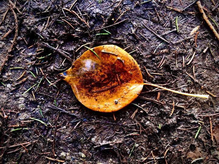 Single - Visual Art by LouMc - Photography, Flowers, Plants, & Trees ...