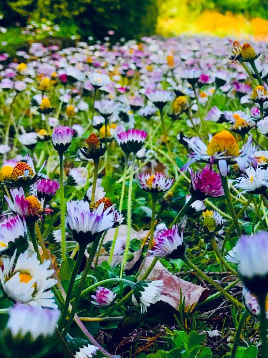 The Daisy Path - Visual Art by LouMc - Photography, Flowers, Plants ...