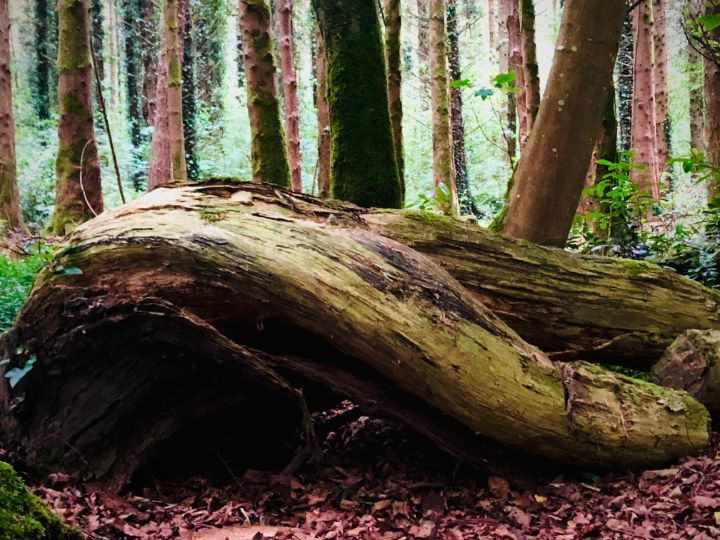 Down not Out - Visual Art by LouMc - Photography, Flowers, Plants ...