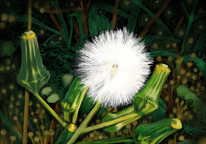 Dandelion clock - Roland Berthold - Drawings & Illustration, Flowers ...