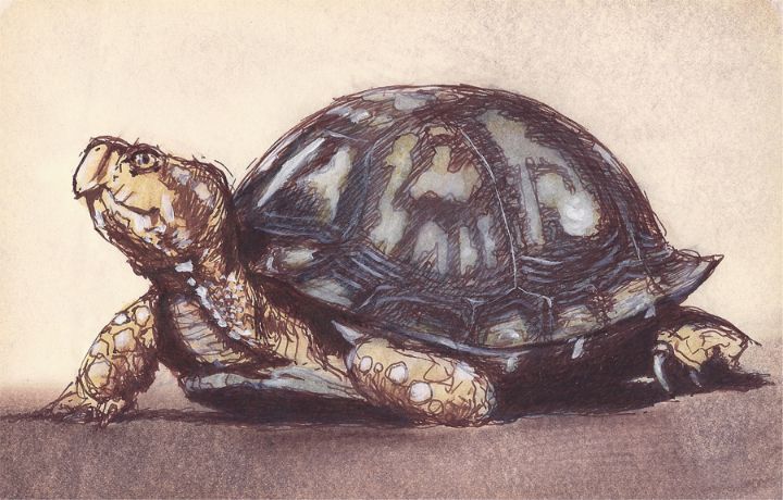 Box Turtle - Roland Berthold - Drawings & Illustration, Animals, Birds ...