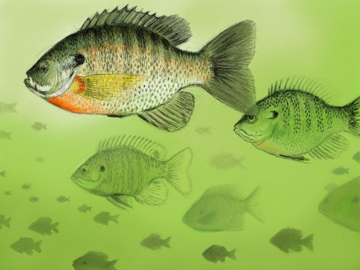 Bluegill school - Roland Berthold - Drawings & Illustration, Animals ...