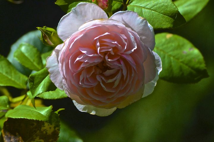 Rosey - PhotosbyNan - Photography, Flowers, Plants, & Trees, Flowers ...