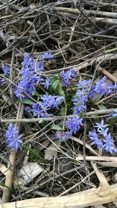 Violets - Love of nature - Photography, Flowers, Plants, & Trees ...
