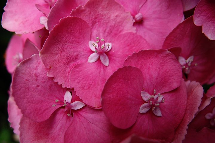 Petals I - Emily Hibbert Photography - Photography, Flowers, Plants ...