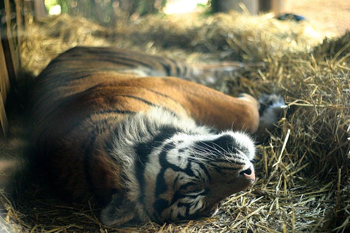 CrouchingPhotographer, SleepingTiger - Emily Hibbert Photography ...