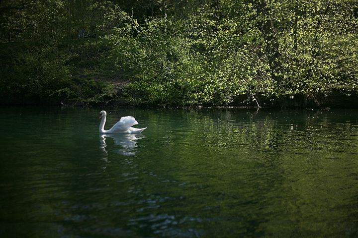 Swan Lake - Emily Hibbert Photography - Photography, Animals, Birds ...