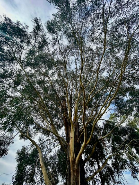 TREE from Moe gardens 1 - themistoklis1 - Paintings & Prints, Flowers ...