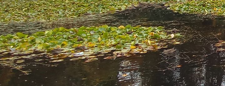 pond RIVERS 2 - themistoklis1 - Photography, Landscapes & Nature, Lakes ...