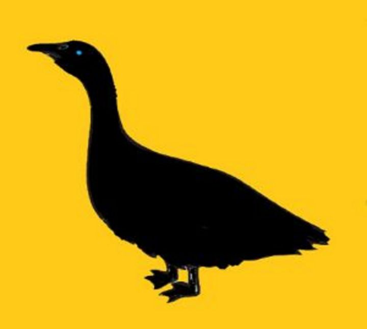 pure black duck - themistoklis1 - Drawings & Illustration, Animals ...