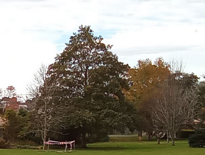 warragul trees - themistoklis1 - Photography, Landscapes & Nature ...