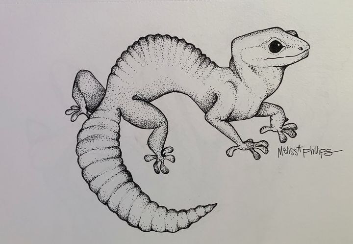 Gecko Drawing Outline