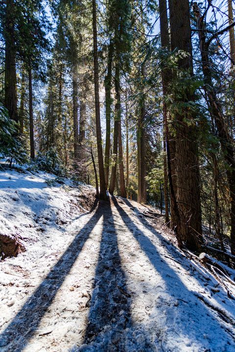 Snowy Forest Floor - Yosemite - Jesse Roberts Photography - Photography ...