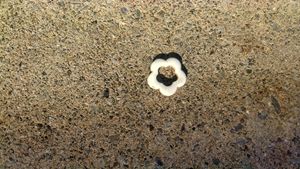 Fay Patterson - Photography