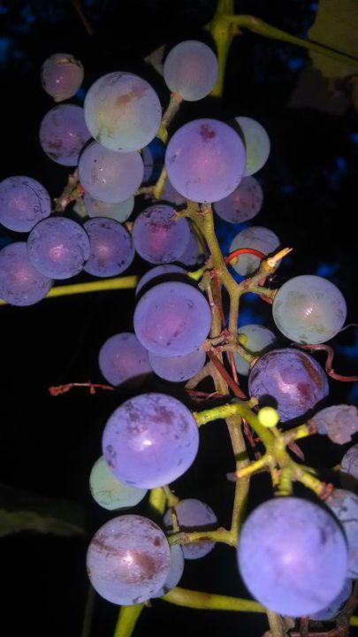 Vine Compilation - Fay Patterson - Photography, Food & Beverage, Fruit ...